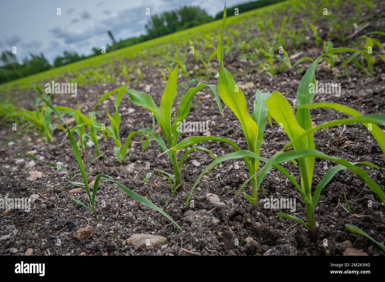 Fresh green sprouts of maize in spring on the field Stock Photo - Alamy