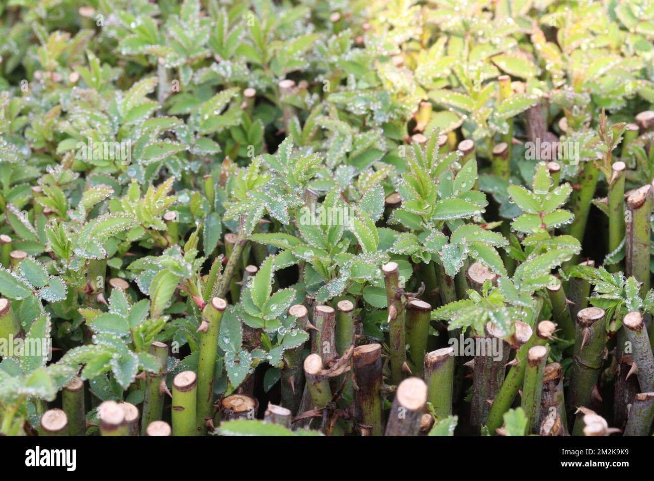 rose seedling stock on farm for sell Stock Photo - Alamy