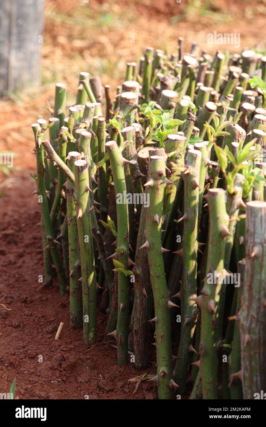 rose seedling stock on farm for sell Stock Photo - Alamy