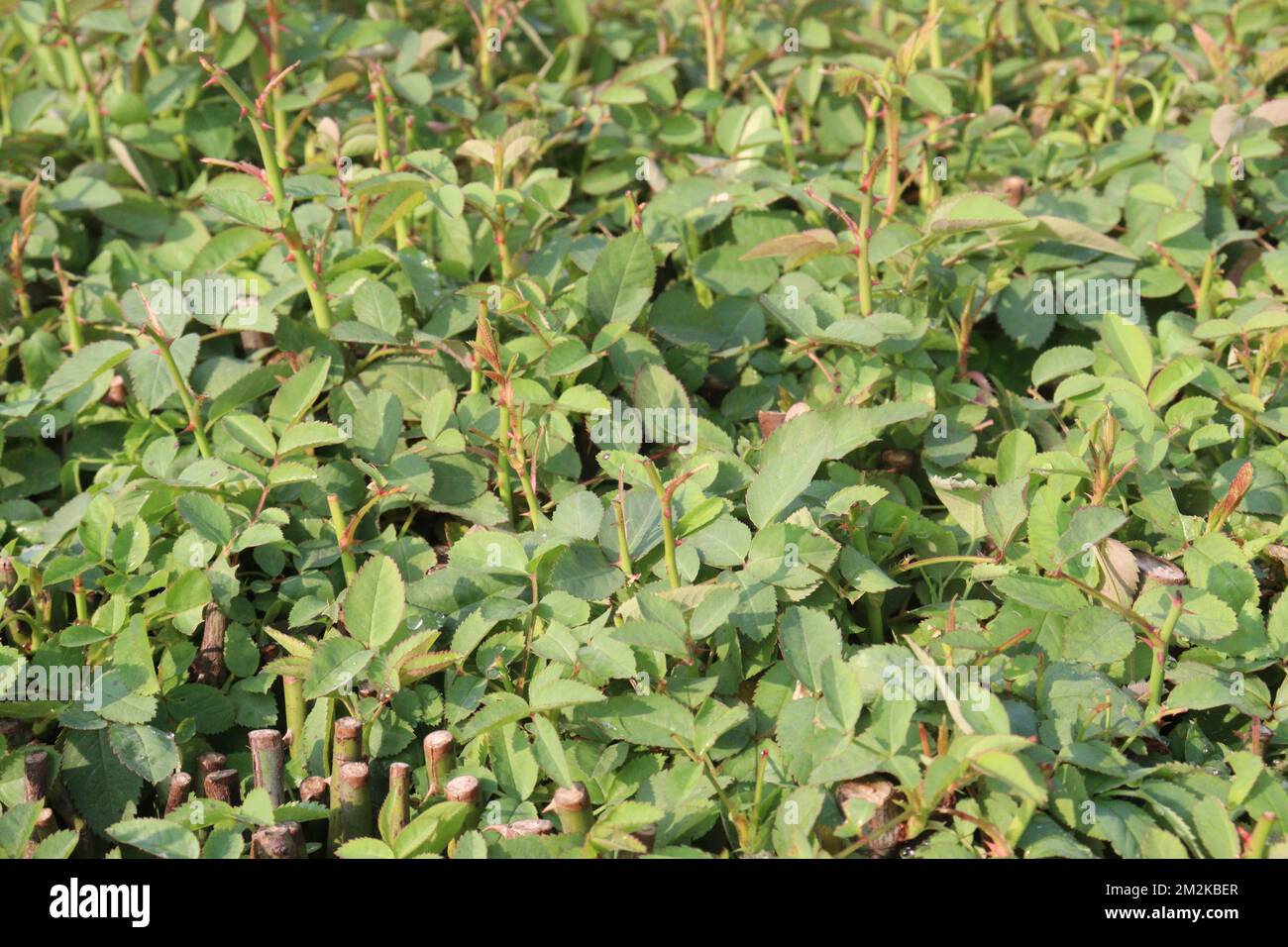 rose seedling stock on farm for sell Stock Photo - Alamy