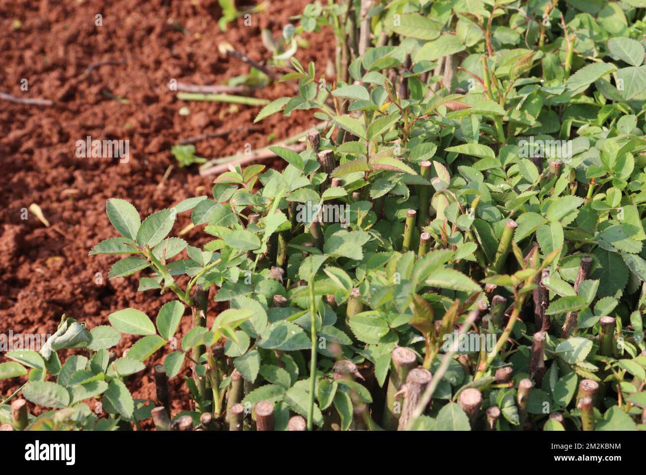 Rose seedling hi-res stock photography and images - Alamy