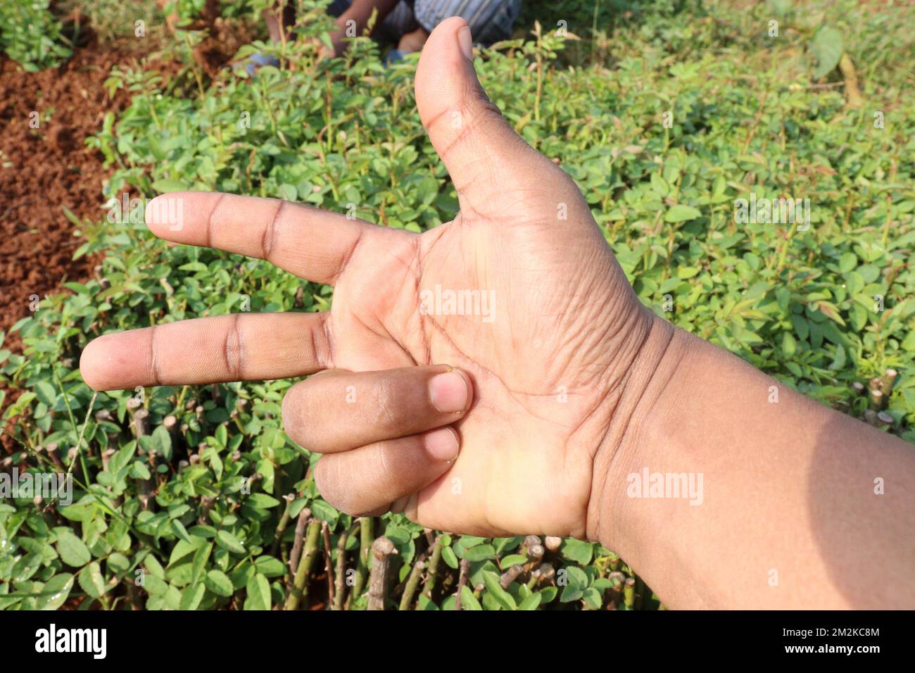 Three finger leaf hi-res stock photography and images - Alamy