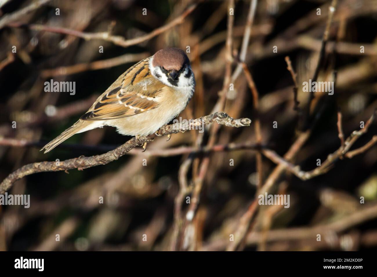 Tree sparrow fall hi-res stock photography and images - Alamy