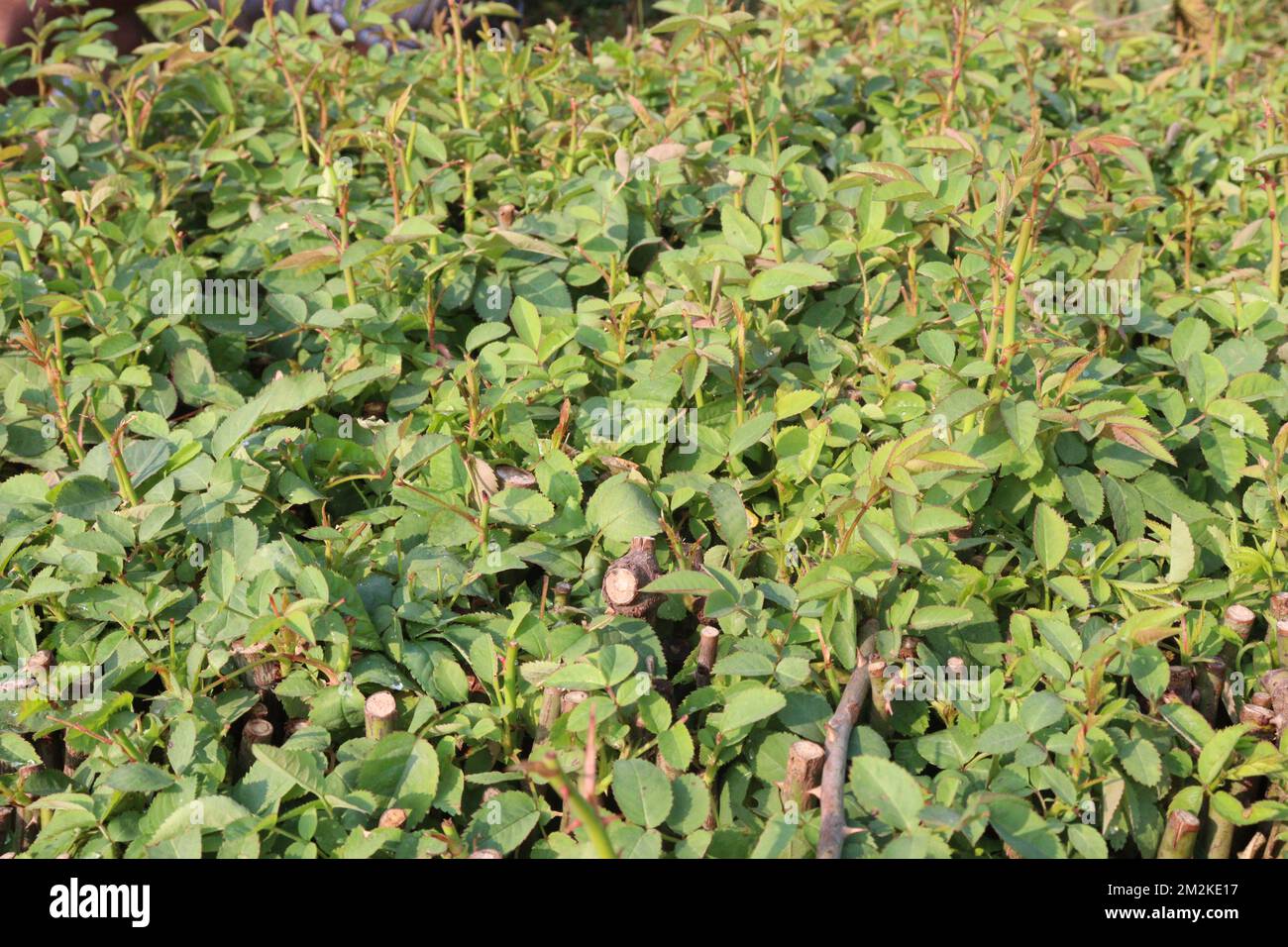 rose seedling stock on farm for sell Stock Photo - Alamy