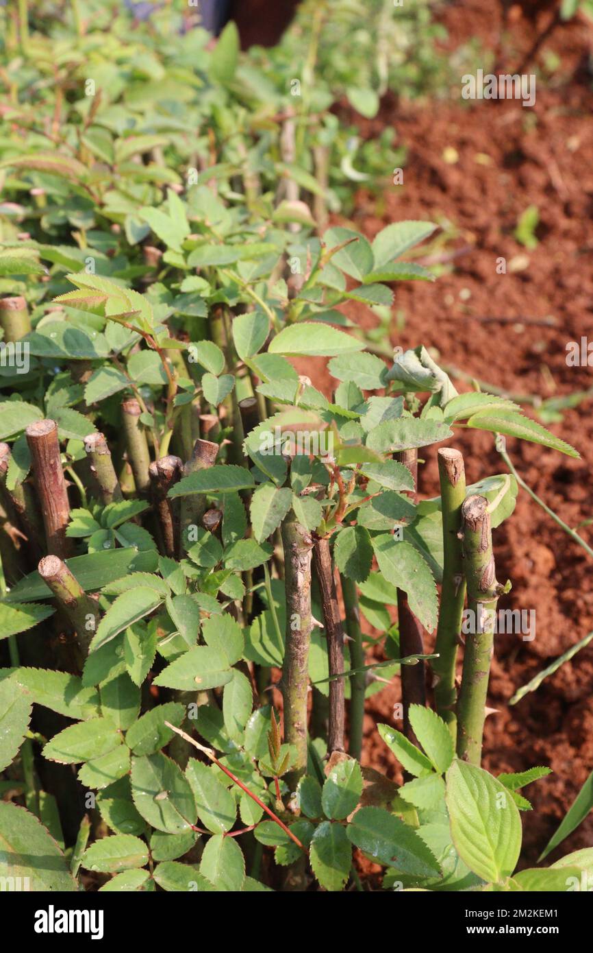 rose seedling stock on farm for sell Stock Photo - Alamy