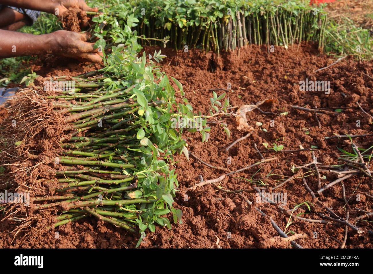 rose seedling stock on farm for sell Stock Photo - Alamy