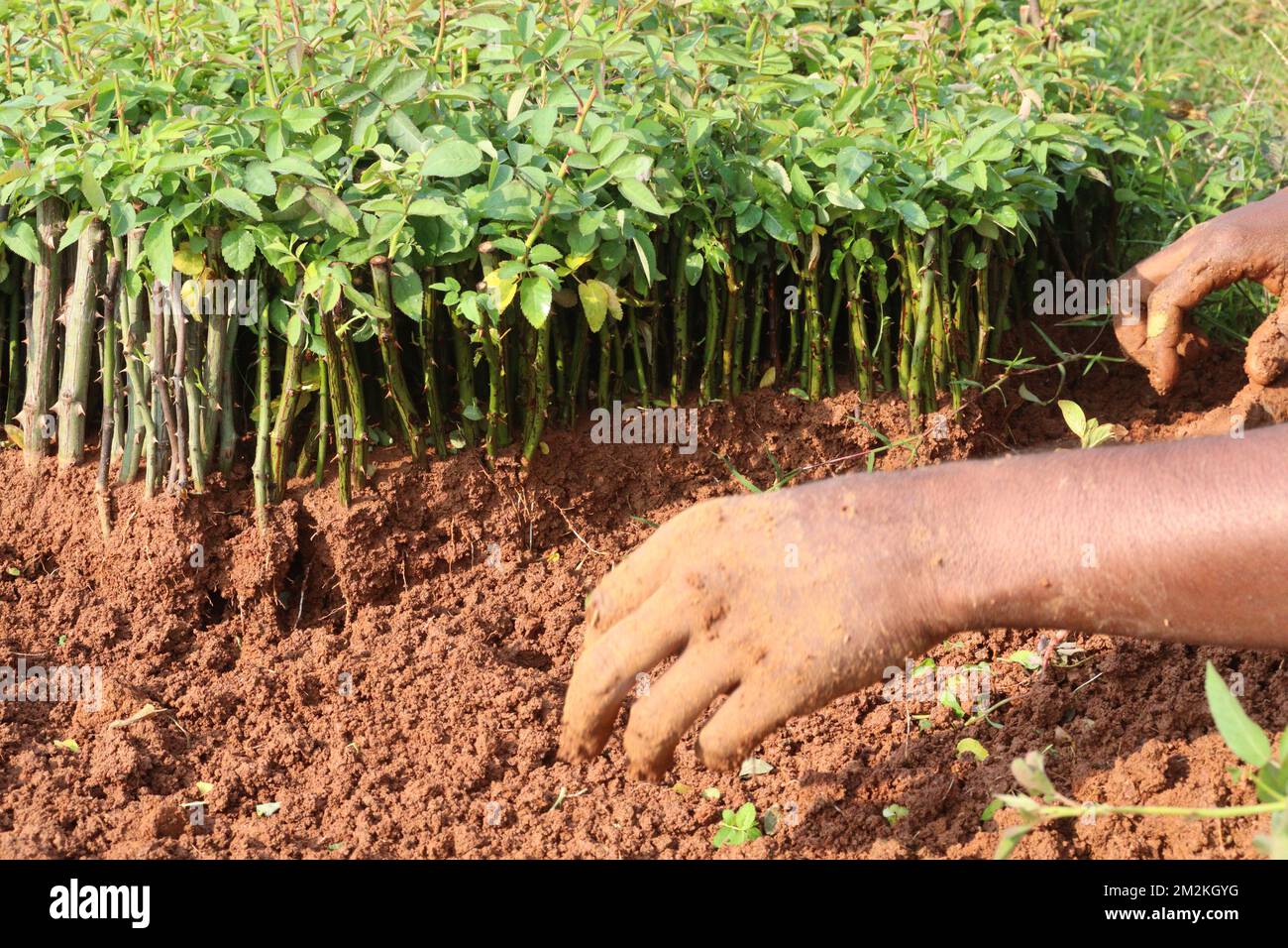 rose seedling stock on farm for sell Stock Photo - Alamy