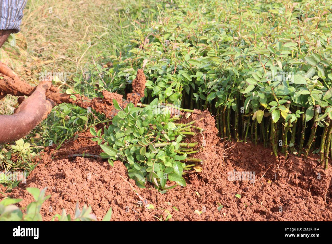 rose seedling stock on farm for sell Stock Photo - Alamy