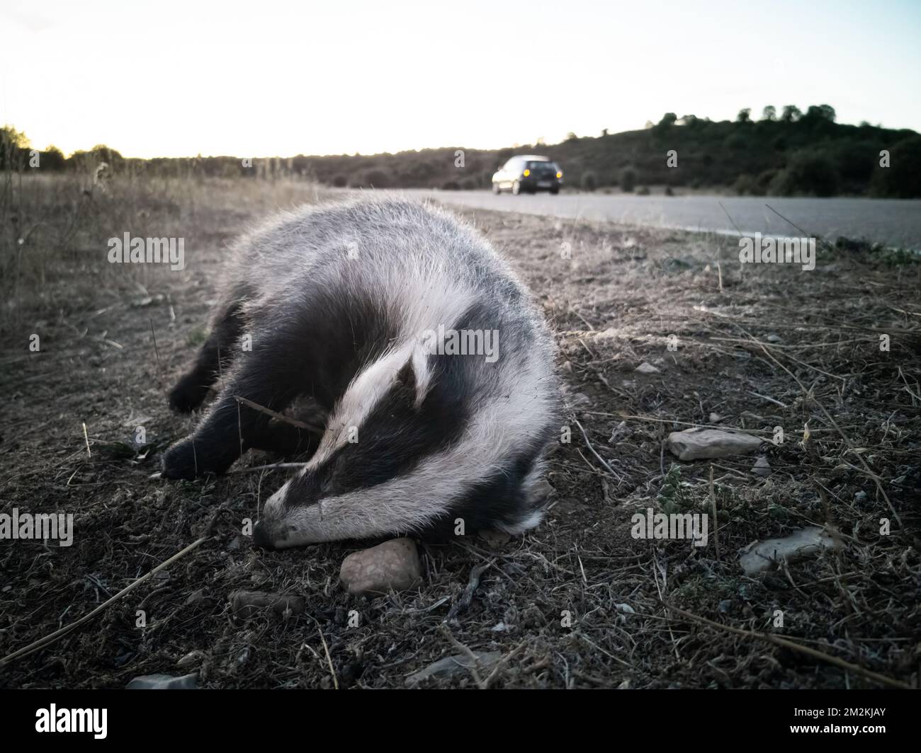 Roadside pig hi-res stock photography and images - Alamy