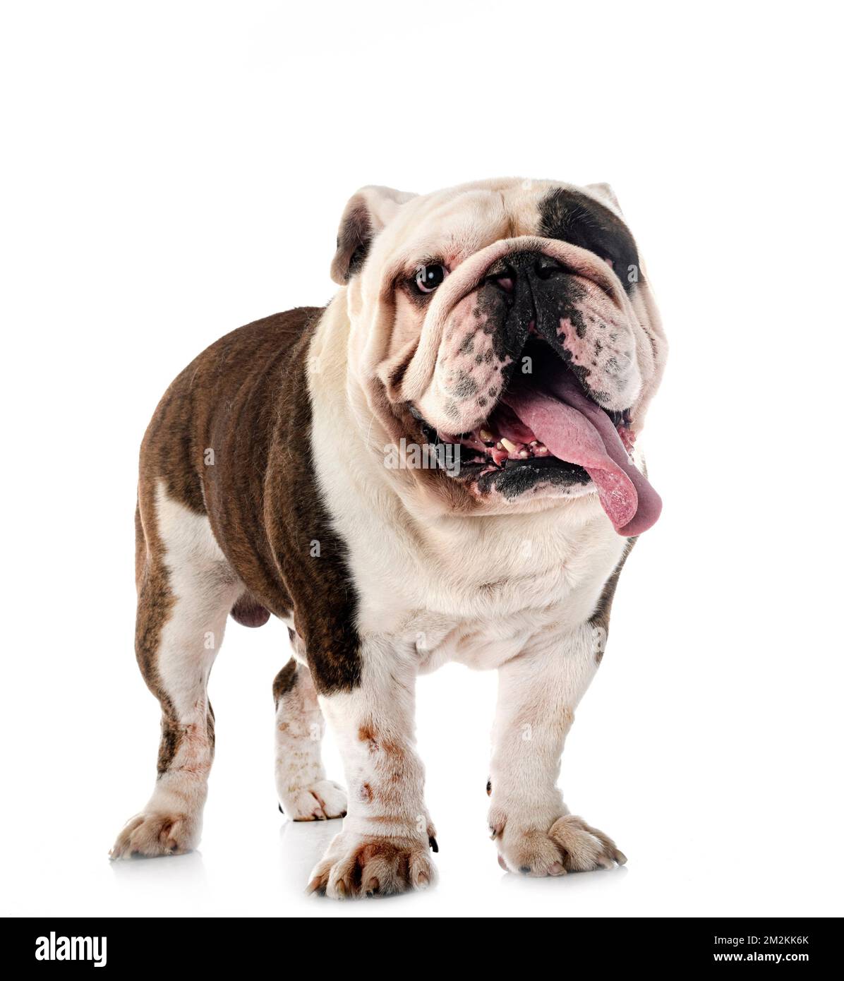 english bulldog in front of white background Stock Photo - Alamy