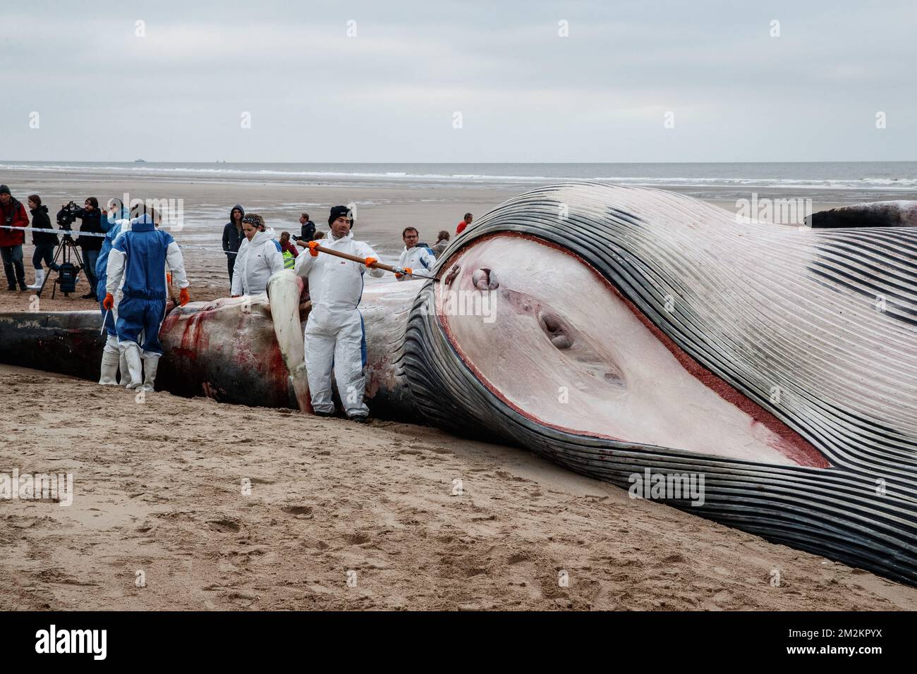 Illustration picture shows the cadaver of a large fin whale that has ...