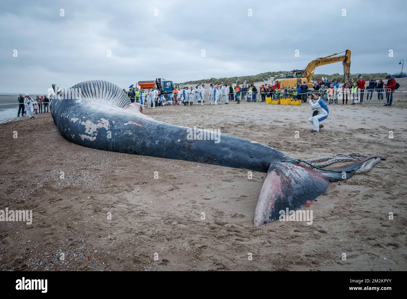 Illustration picture shows the cadaver of a large fin whale that has ...
