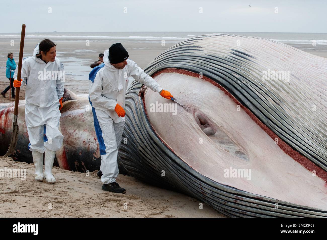 Illustration picture shows the cadaver of a large fin whale that has ...
