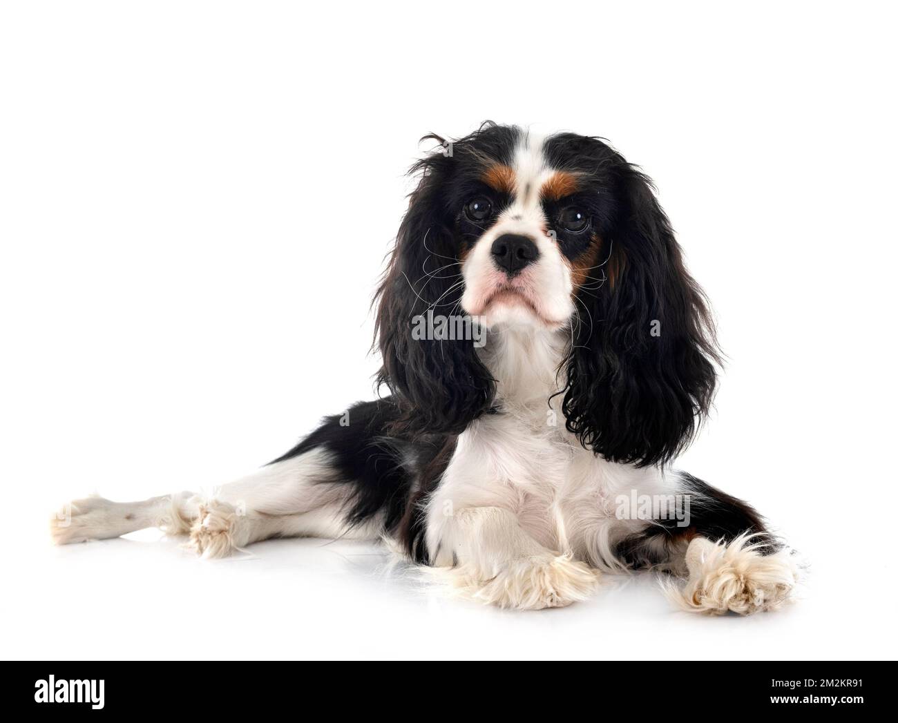 cavalier king charles in front of white background Stock Photo - Alamy