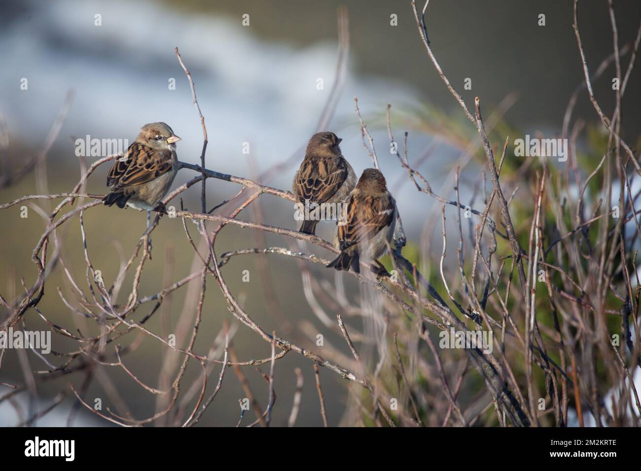 Group of house sparrows (Passer domesticus Stock Photo - Alamy