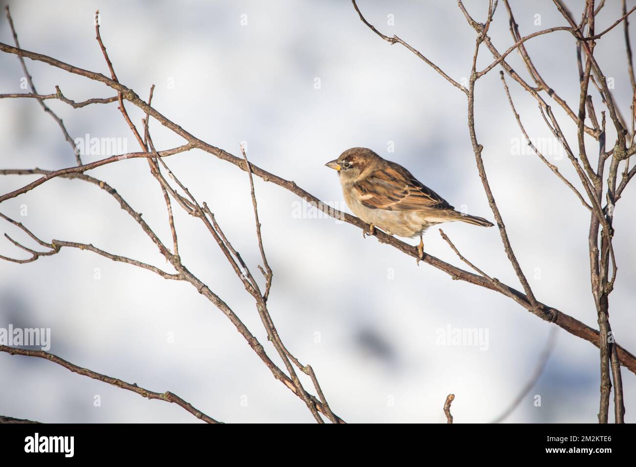 Female house sparrow (Passer domesticus Stock Photo - Alamy