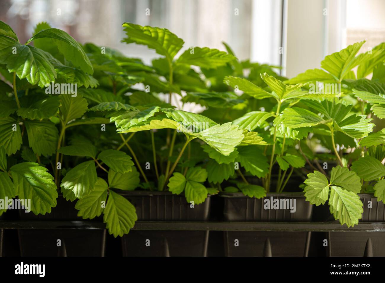 Bushes with green leaves of strawberries in pots. Strawberry seedling ...