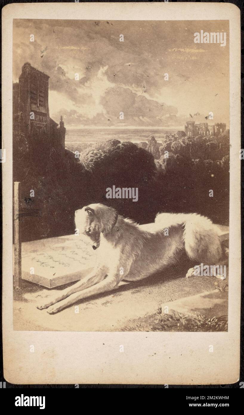 Dog stretched out , Dogs, Carte de Visite Collection Stock Photo - Alamy