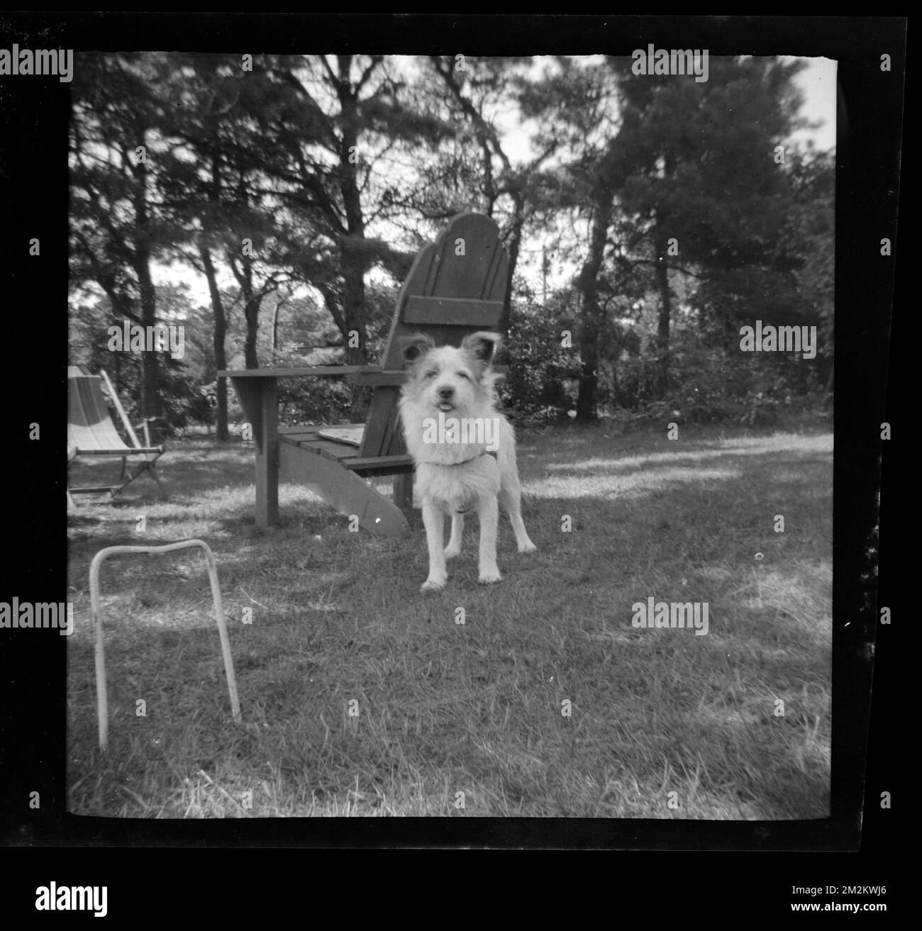 Dog in front of Adirondack chair , Dogs, Chairs. Jack Miller Collection ...