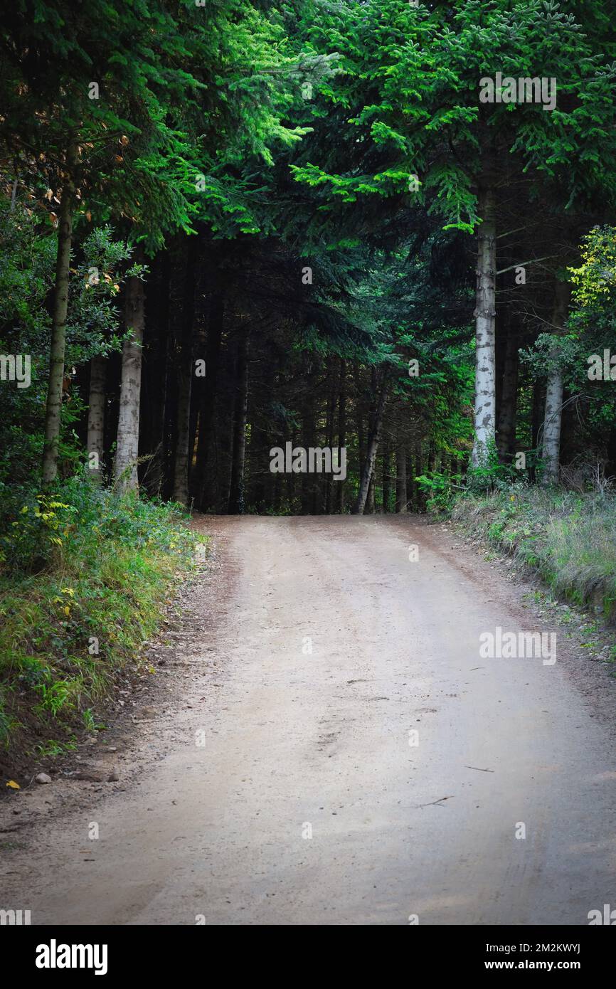 Small path in the pine forest Stock Photo - Alamy