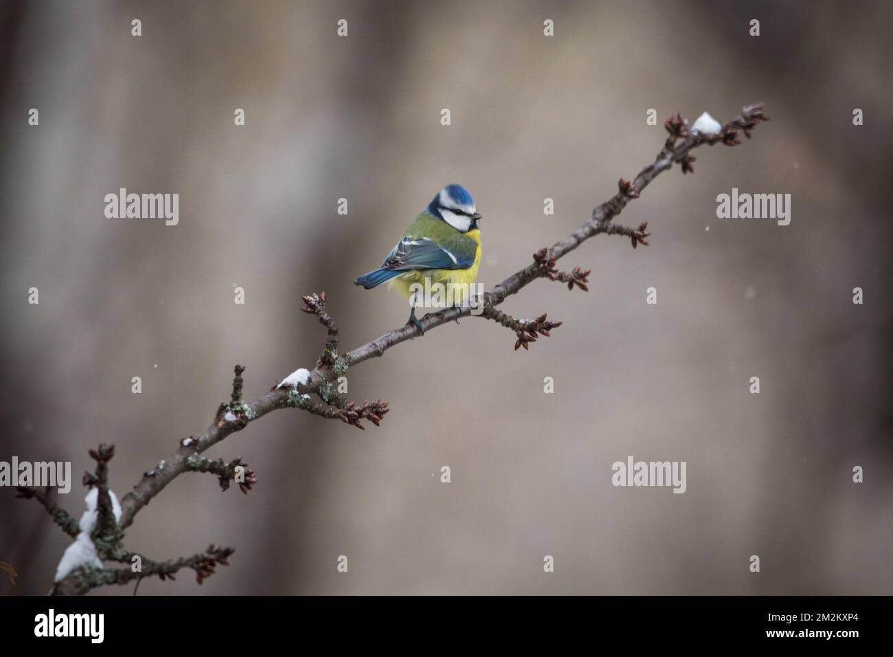 Blue titmouse (Cyanistes caeruleus Stock Photo - Alamy