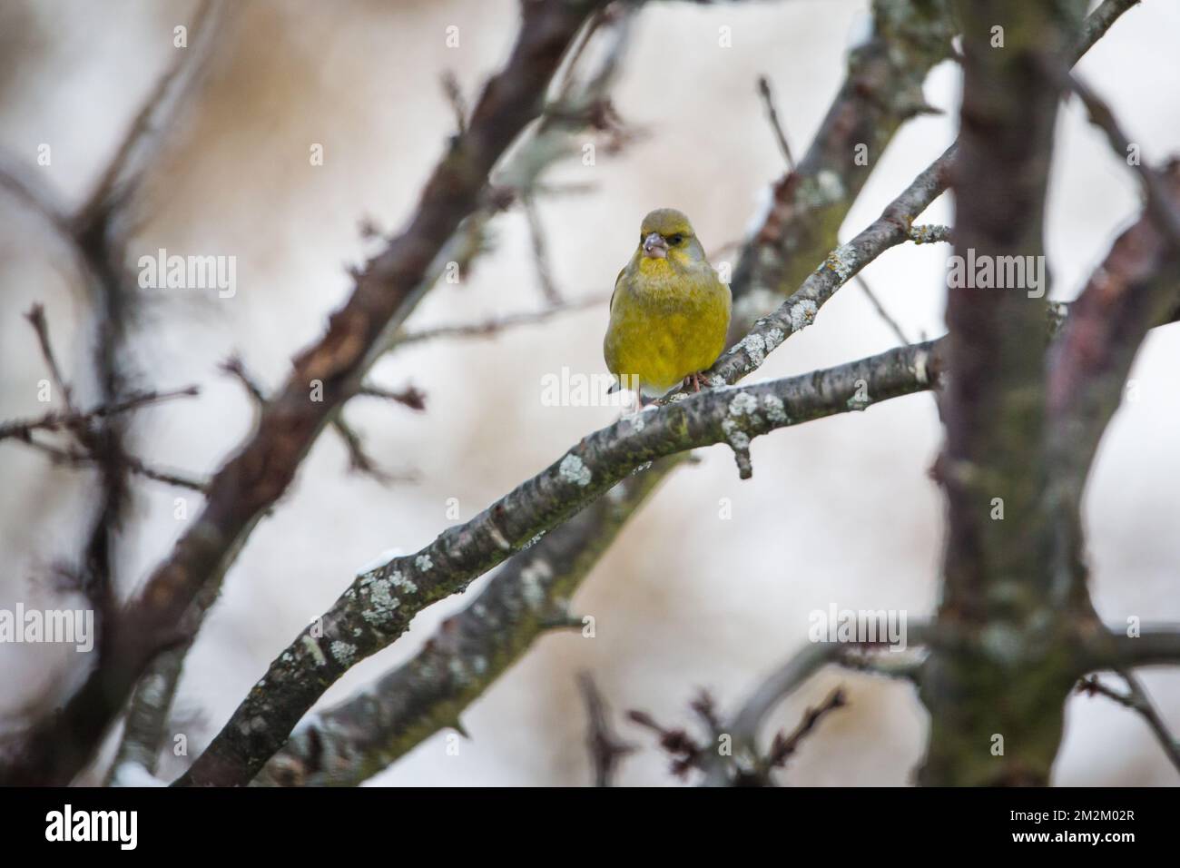 European greenfinch (Chloris chloris Stock Photo - Alamy