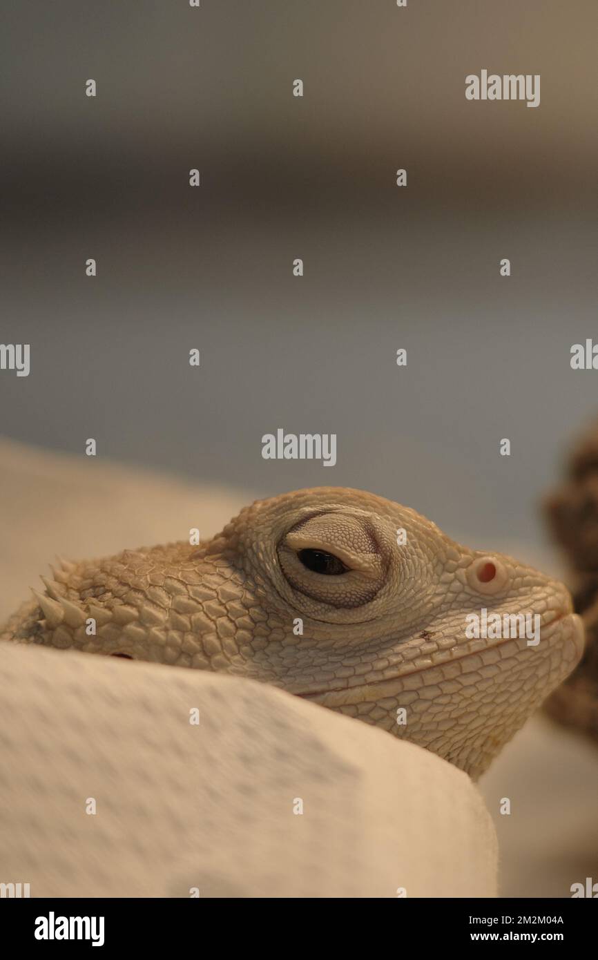 A vertical close-up shot of a Chameleons (Chamaeleonidae) looking aside ...