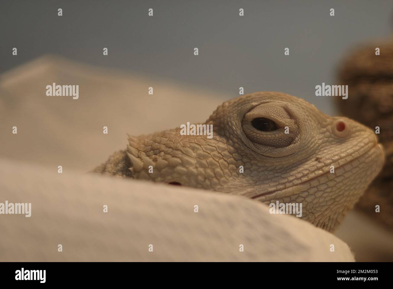 Close up shot chameleons hi-res stock photography and images - Alamy