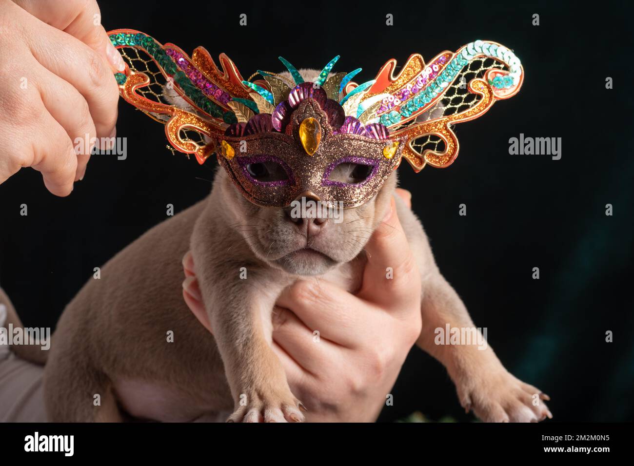 Little cute puppy in a carnival New Year's mask. Carnival for pets ...