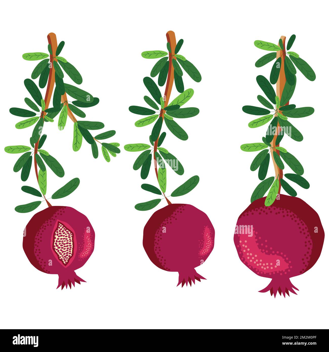 Pomegranate branches with fruits and flowers. Symbol of good luck ...