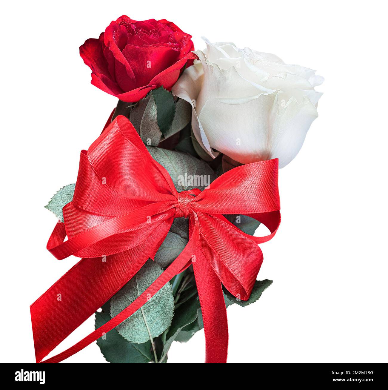 Beautiful white and red roses with bow isolated on white background ...