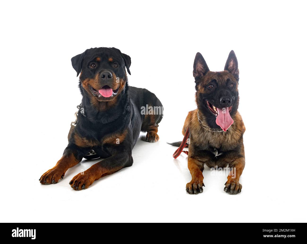belgian shepherd and rottweiler in front of white background Stock ...