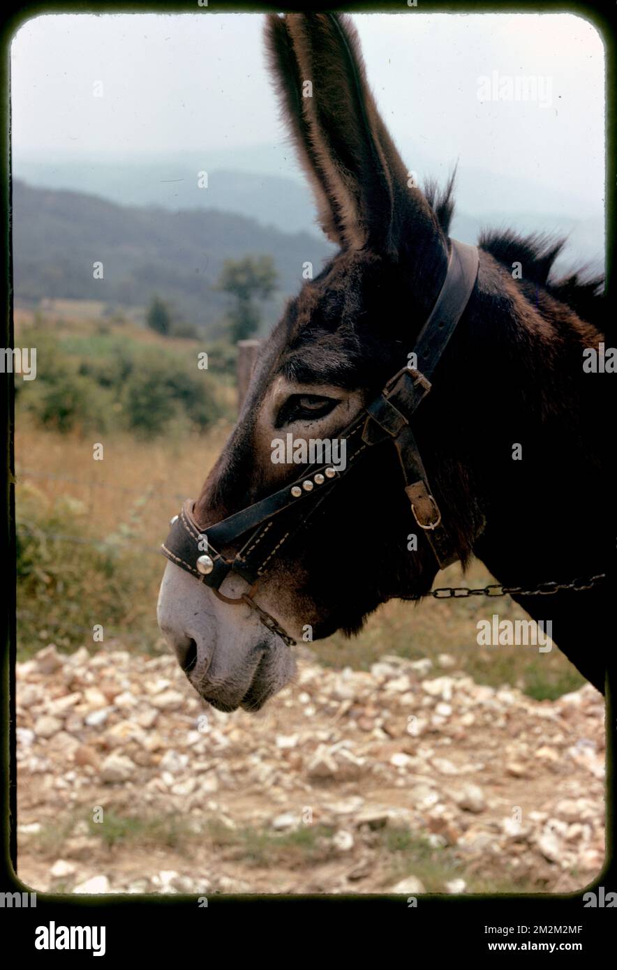 Donkey, Roccasicura, Italy , Donkeys. Edmund L. Mitchell Collection ...
