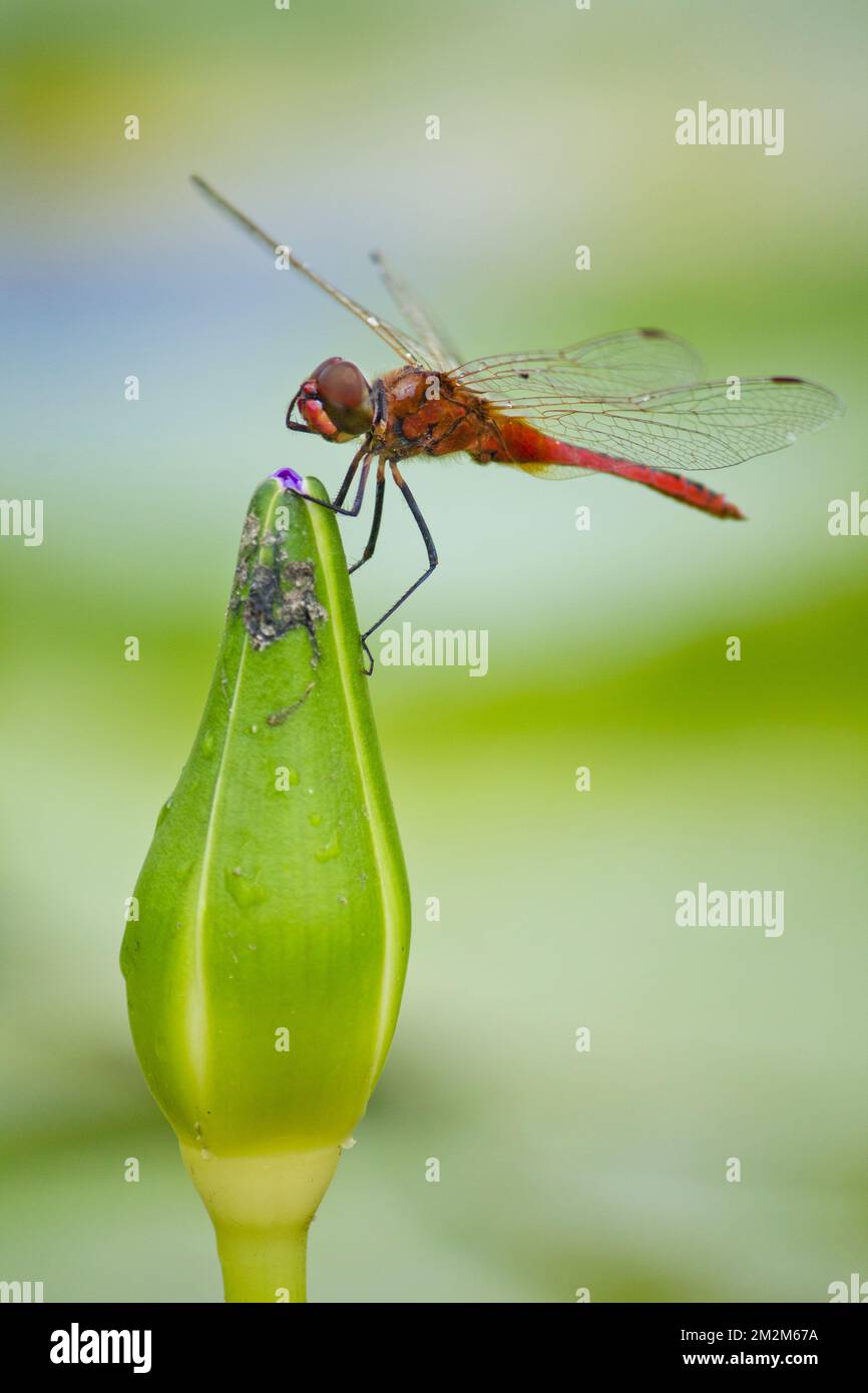 Common percher dragonfly hi-res stock photography and images - Alamy