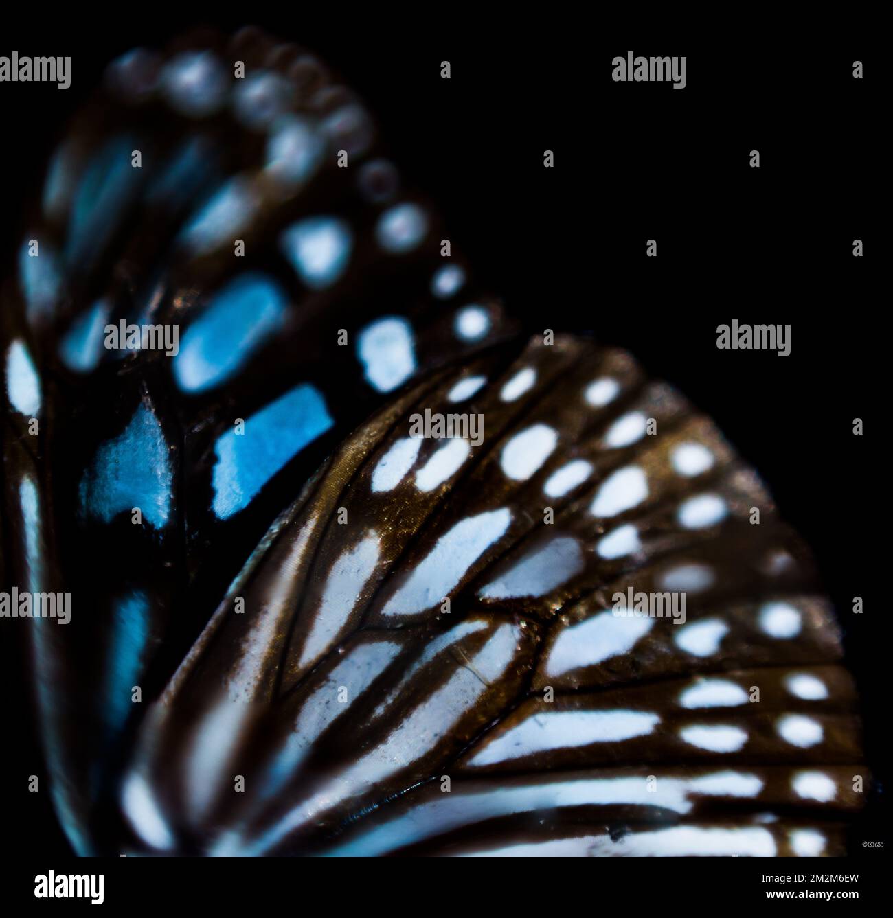 A closeup shot of a blue tiger butterfly wings Stock Photo - Alamy