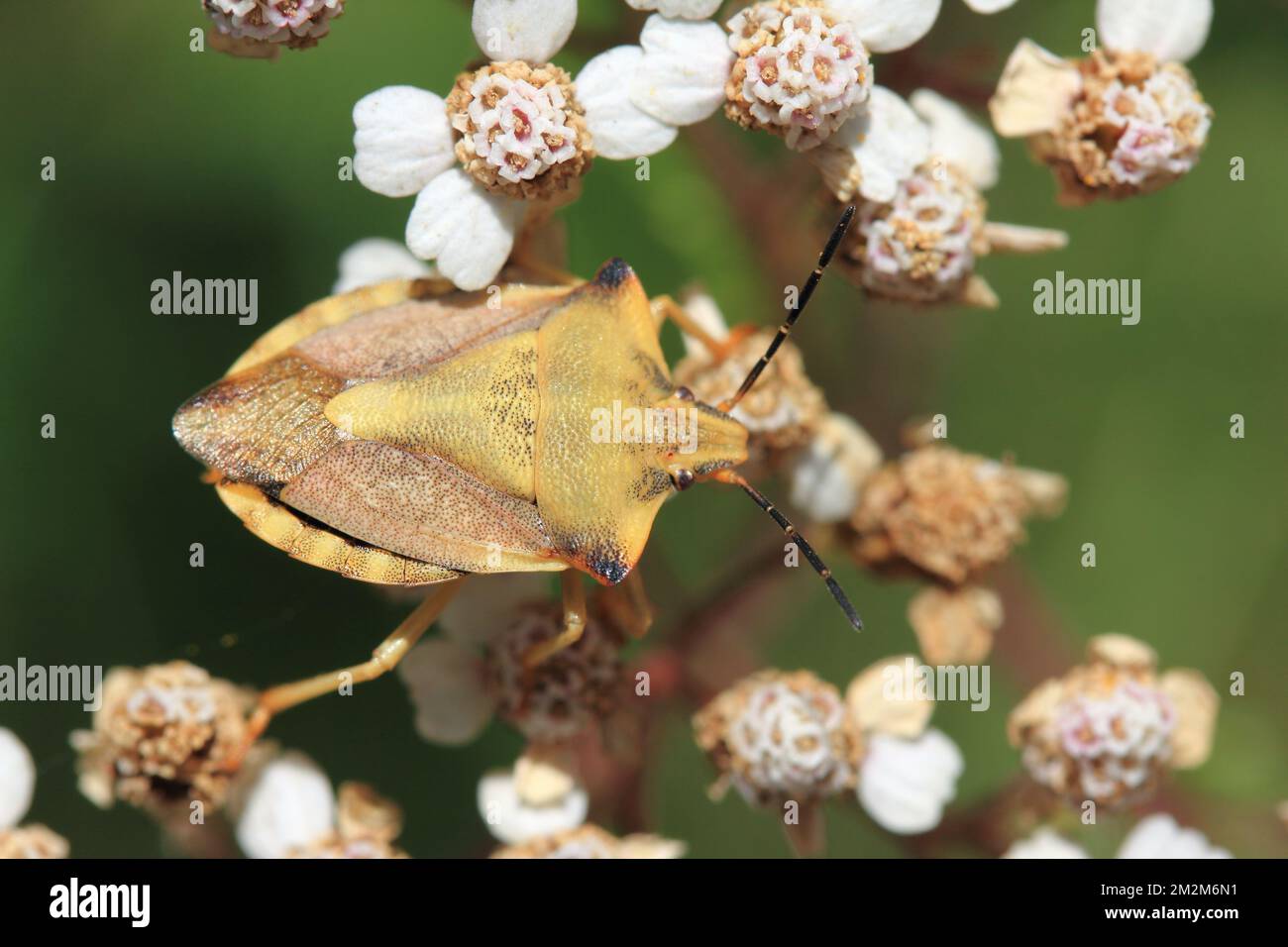 The green shield bug (Palomena prasina) is a bug in the family stink ...