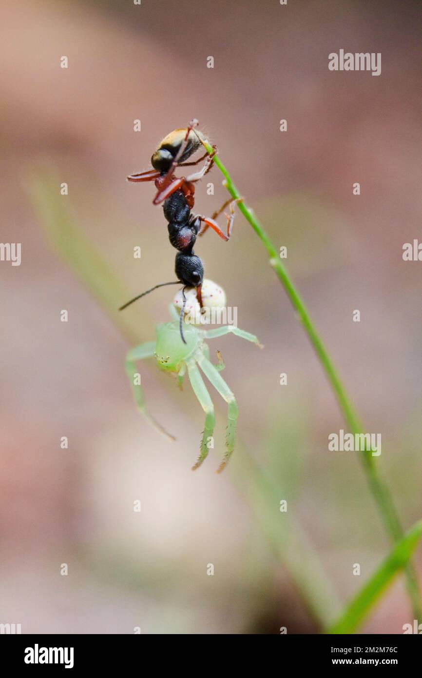 Bull ant hi-res stock photography and images - Alamy