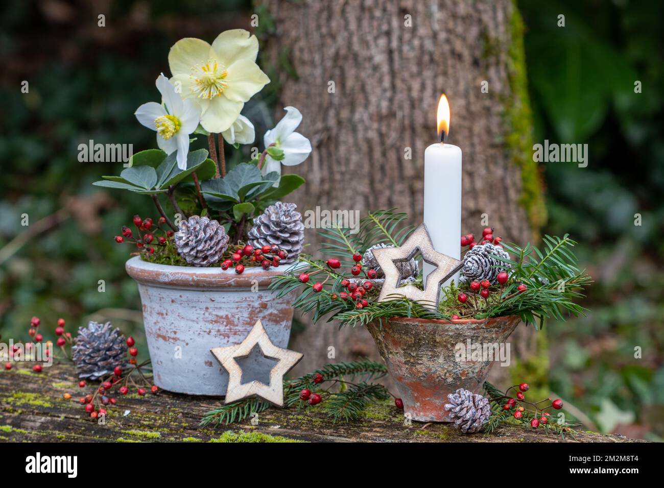 christmas decoration with white candle and helleborus niger in ...