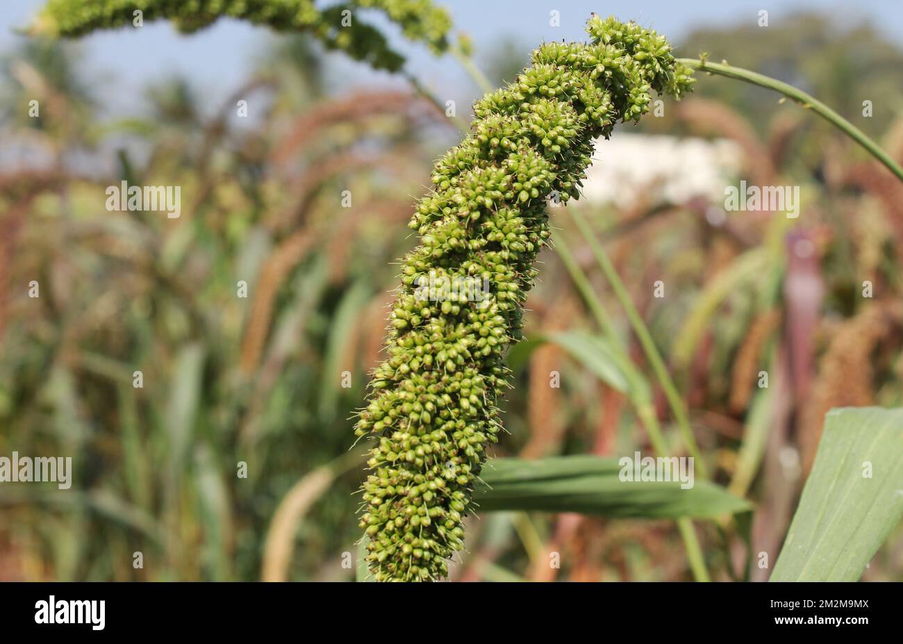 Foxtail millet is an annual grass with slim, vertical, leafy stems ...
