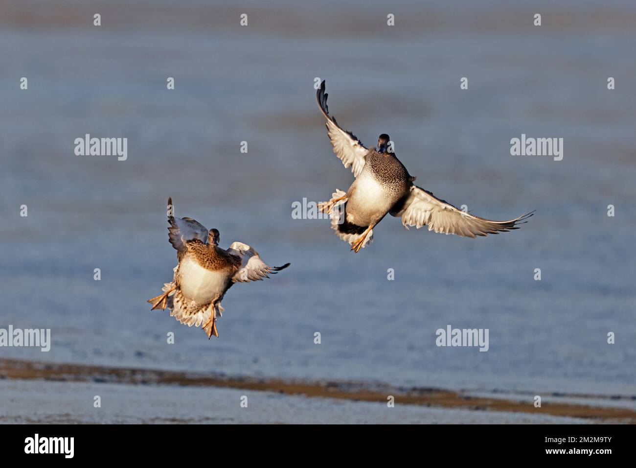 Gadwall coming into land at Leighton Moss RSPB Reserve UK Stock Photo ...