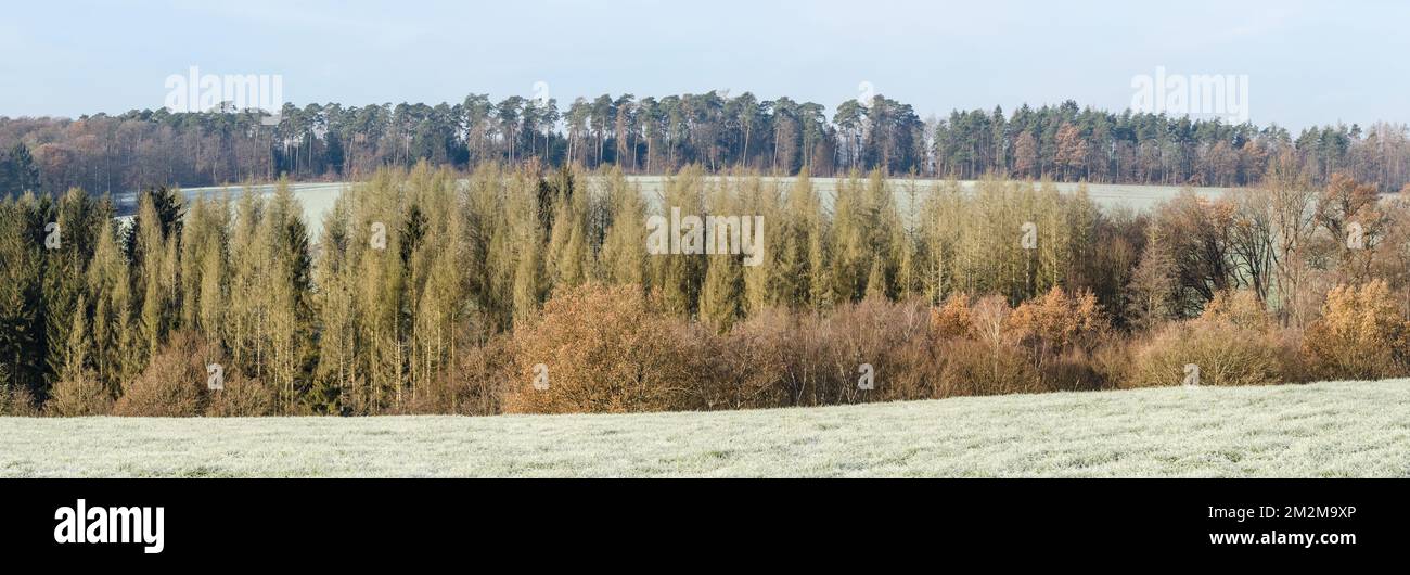 Panorama of a dense forest landscape in the rural countryside during ...