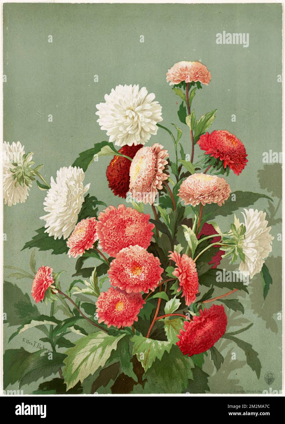 Double asters , Asters. Louis Prang & Company Collection Stock Photo ...