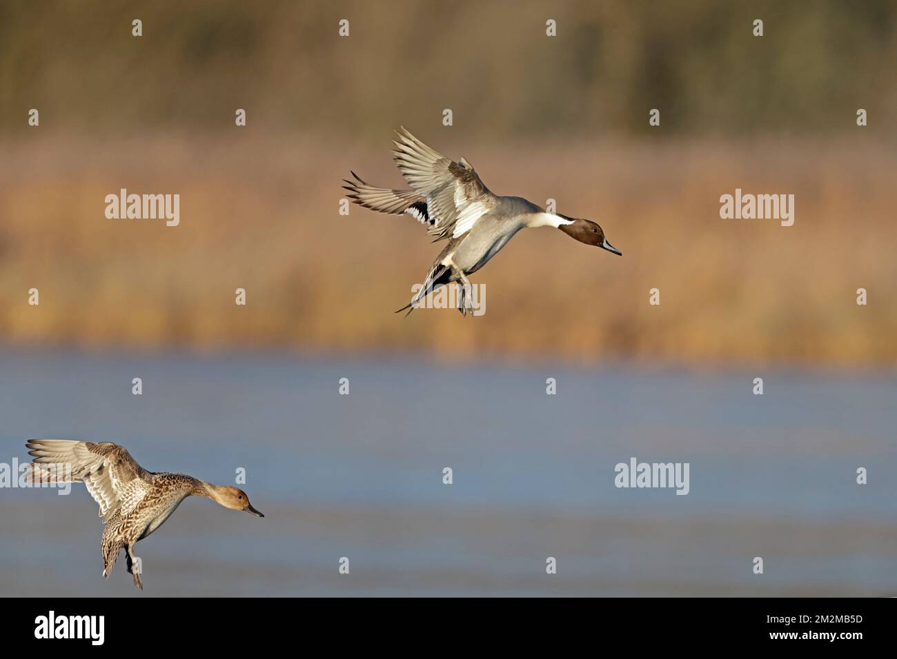 Male and Female Pintail coming into land at Leighton Moss RSPB Reserve ...