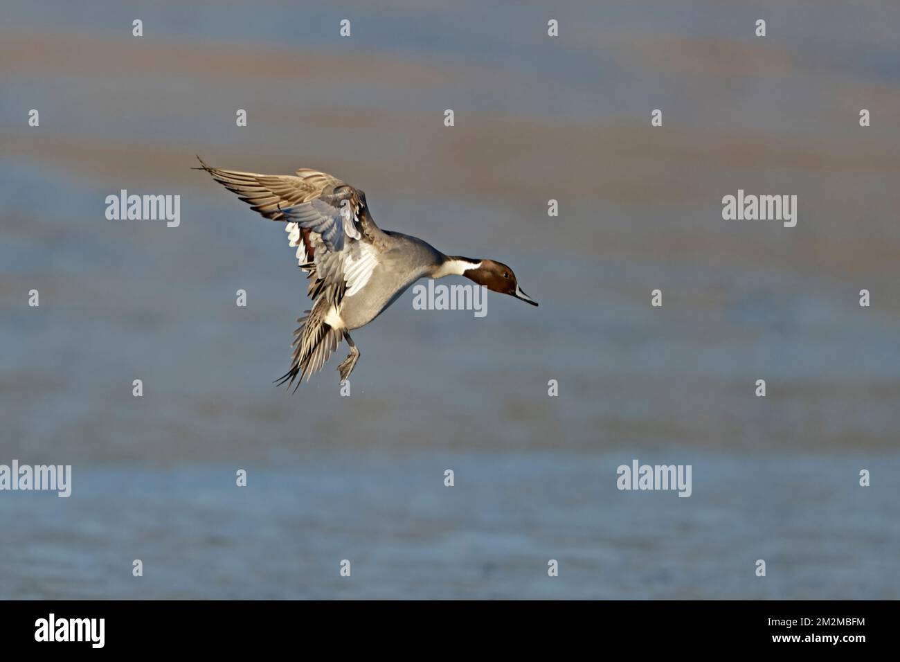 Rspb leighton moss winter hi-res stock photography and images - Alamy