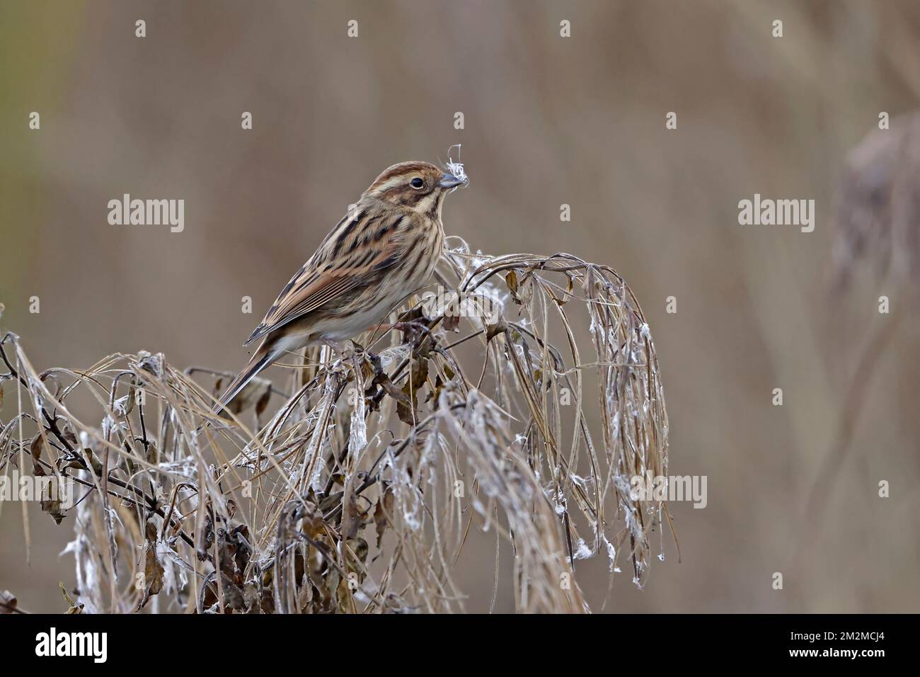 Female Reed Bunting eating seeds on a reed at Leighton Moss RSPB ...