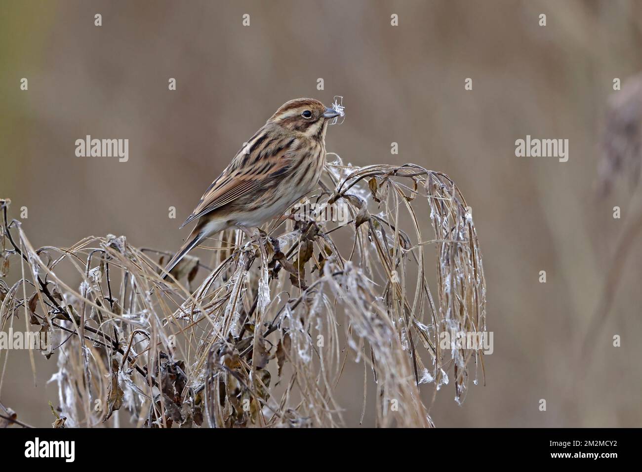Reed bunting eating hi-res stock photography and images - Alamy
