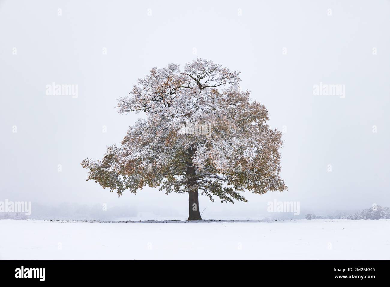English oak tree in winter hi-res stock photography and images - Alamy