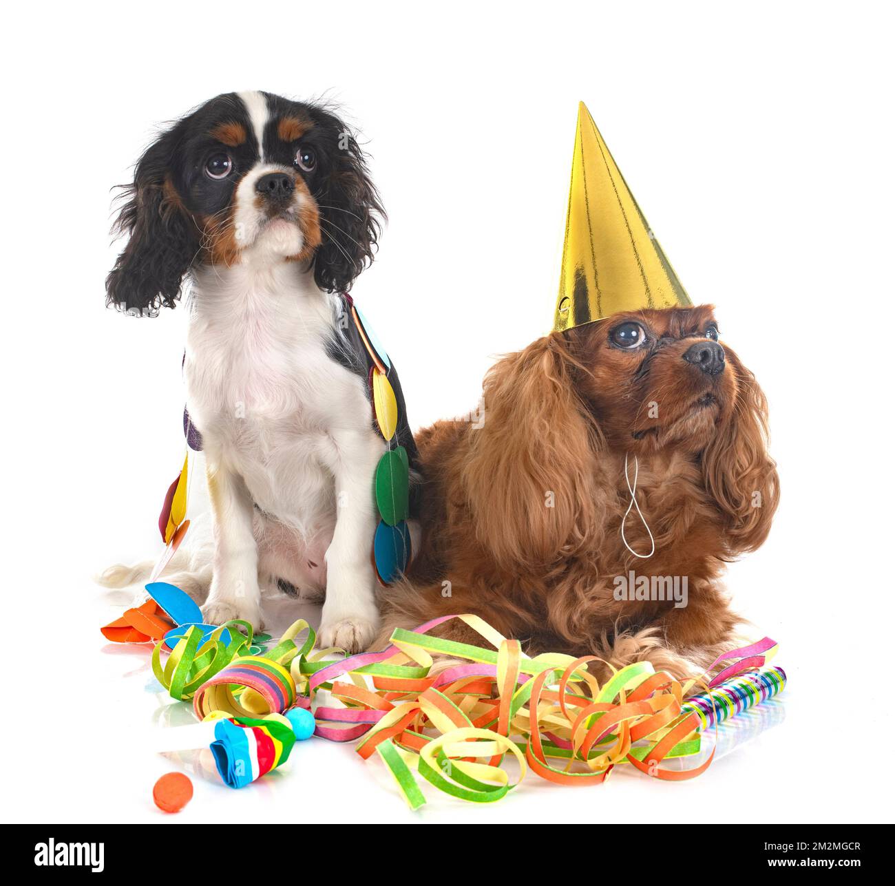 Cavalier king charles birthday hi-res stock photography and images - Alamy