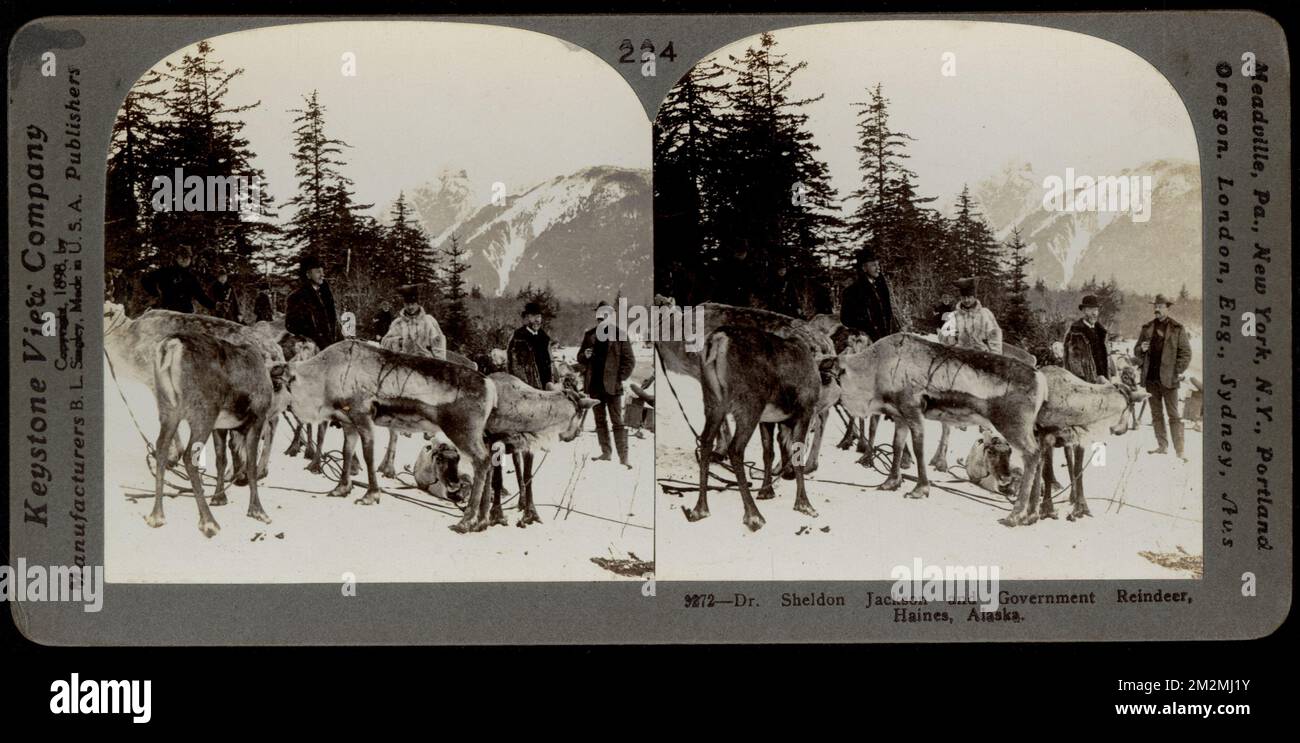Dr. Sheldon Jackson and government reindeer, Alaska , Reindeer Stock ...
