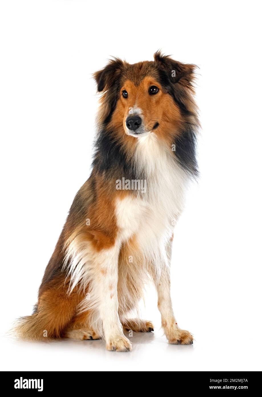 young rough collie in front of white background Stock Photo - Alamy